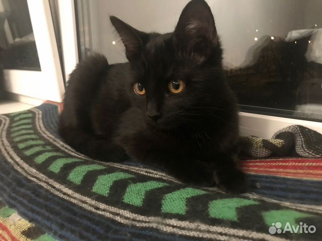 Ищет дом прелестная кошечка