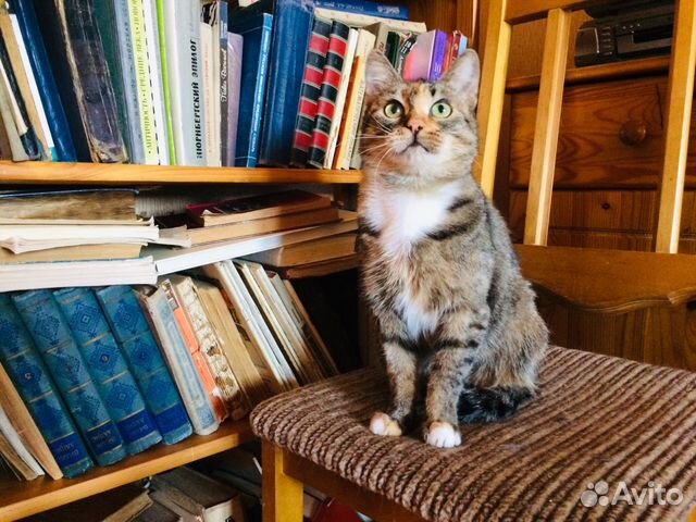 Игривая кошка брошенка ищет свой дом