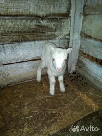 Коза ламанча