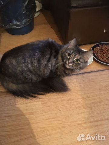 Кошка Дашка
