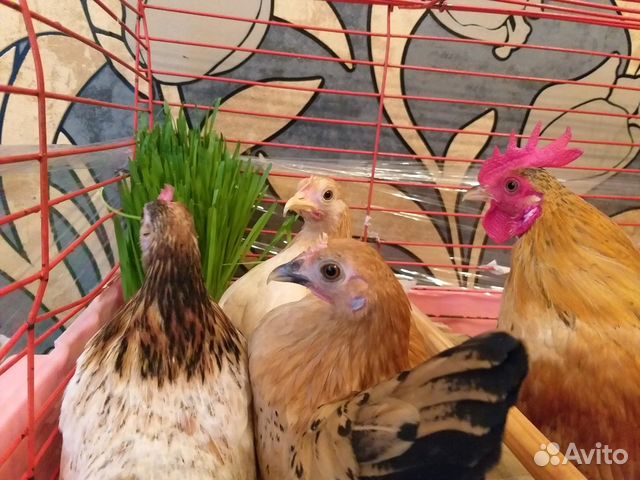 Малазийская серама самые маленькие куры в мире