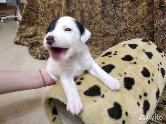 Щенки метиса боксера