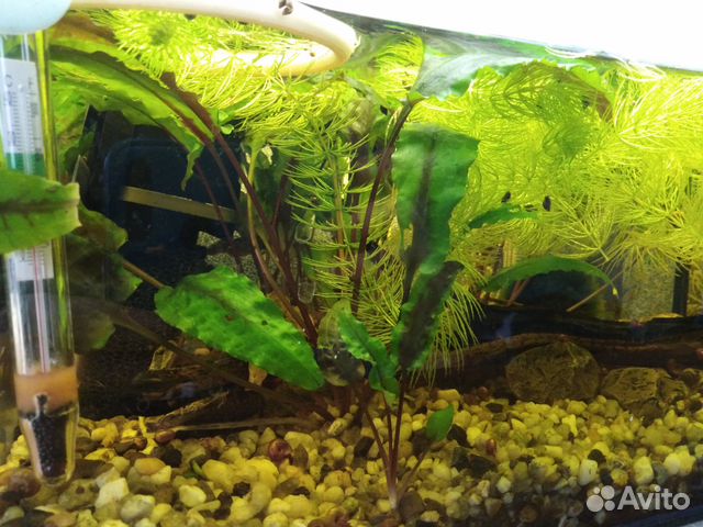 Отдам сомика Анциструса, растения и улиток