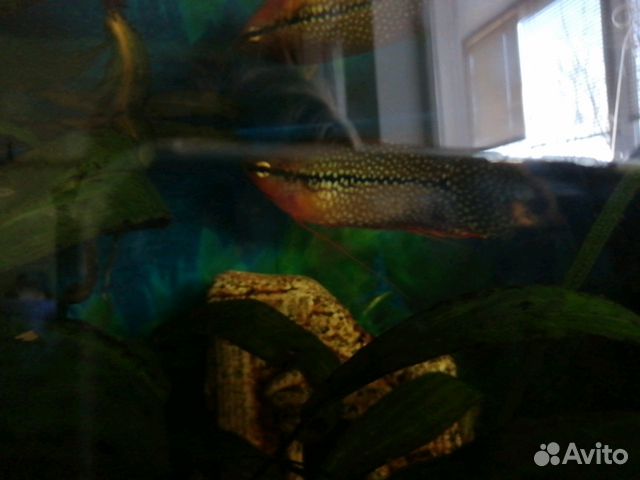 Гурами жемчужный и золотистый