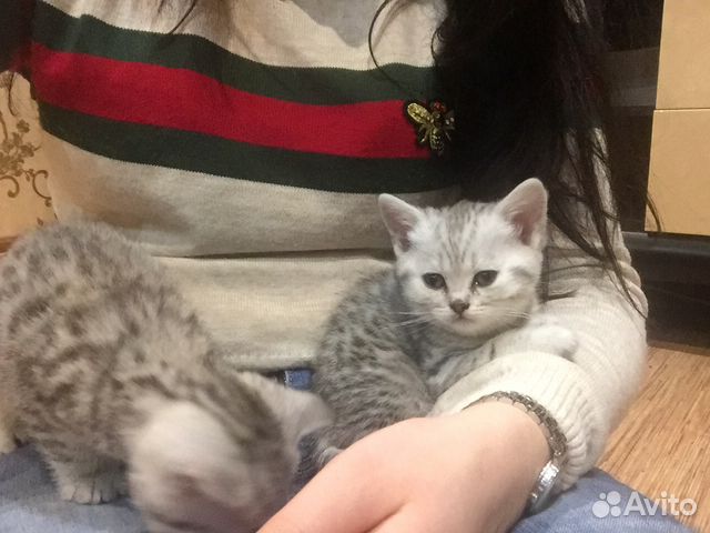 Шотландский котёнок