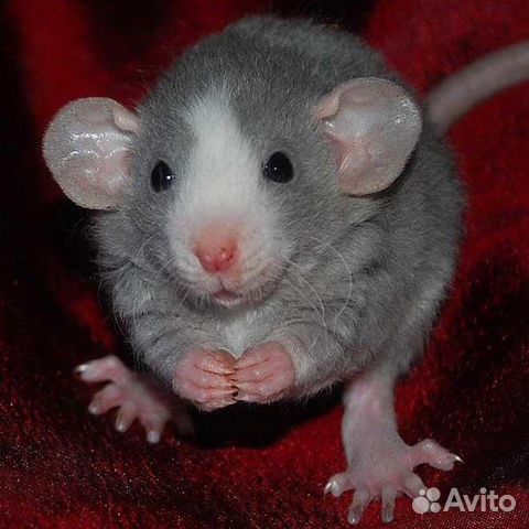 Крысята дамбо