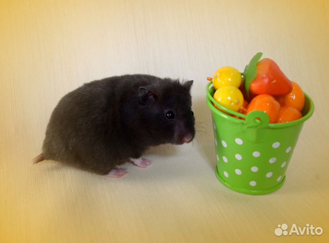 Большой выбор. Красивые хомячки. Питомник
