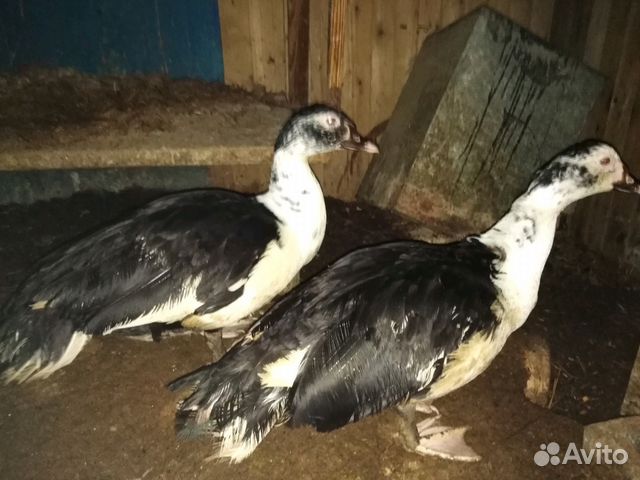 Селезень индоутки