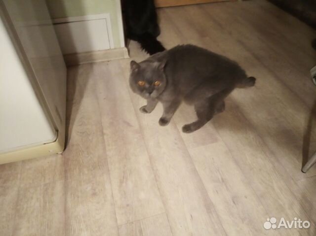 Спасите взрослого британца и непородистую кошку