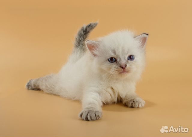 Прекрасная невачка от чемпионов мира с документами