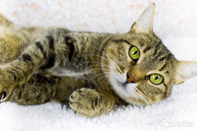 Кошка Котлета, 2 года (из приюта)