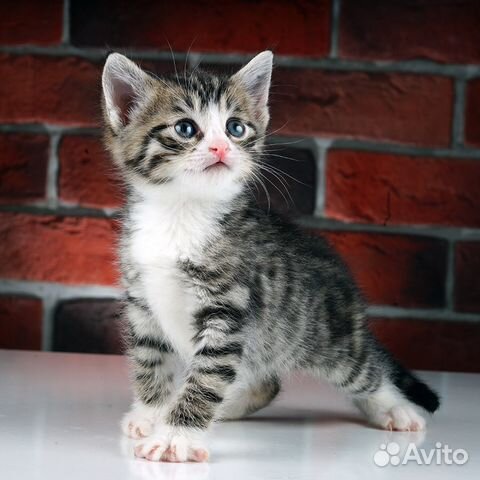 Котёнок - матросик в добрые руки