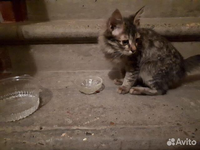Котенок (девочка, меньше мес)