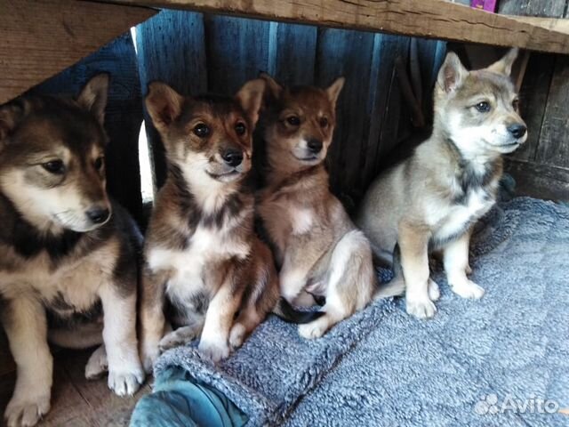 Отдам щенков