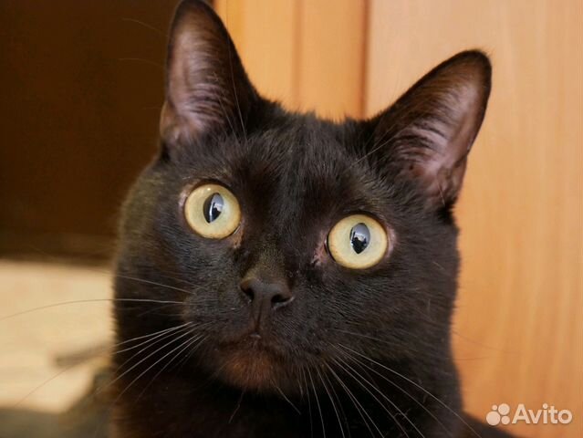 Красивый черный мальчик