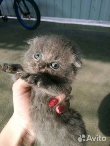 Две девочки