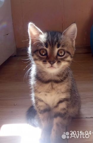 Котёнок