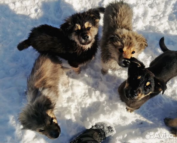 Ваш пёсик тут Настоящий друг и охранник Щенки