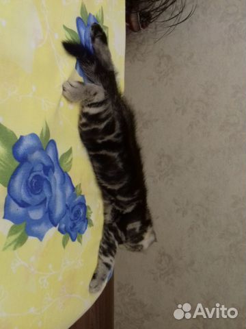 За символическую цену котята