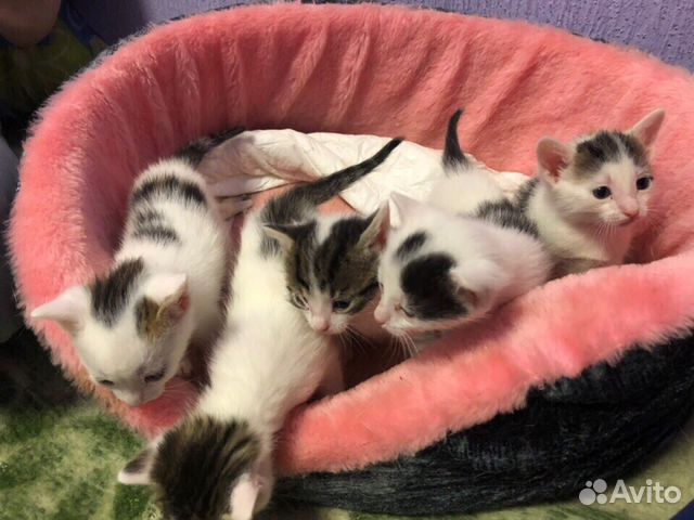 Яркие здоровые котятки в добрые руки
