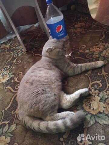 Продам котят)