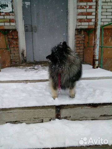 Кеесхонд (вольфшпиц) шпиц для вязки