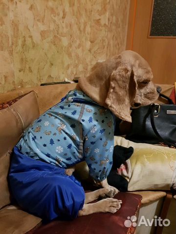 Пропала собака