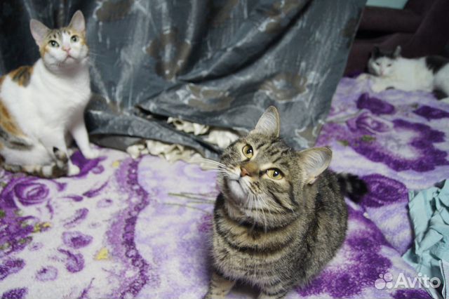 Котик Аарон хочет на ручки