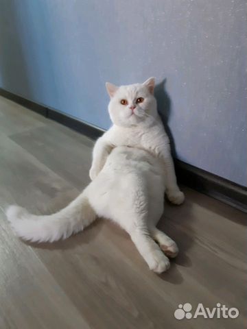 Британец прямоухий случка