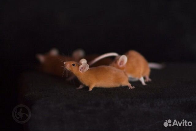 Декоративные мышата