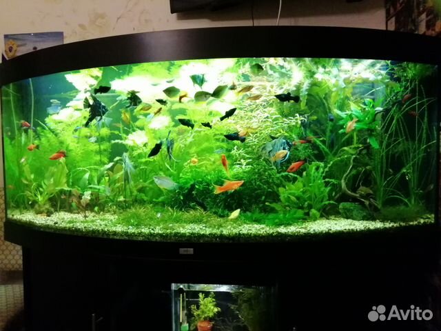 Прополка из аквариума на водопроводной воде