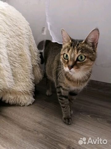 Кошка обыкновенная