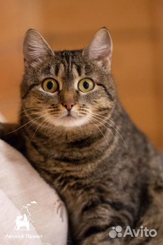 Нежная и ласковая Василиса ищет дом и семью