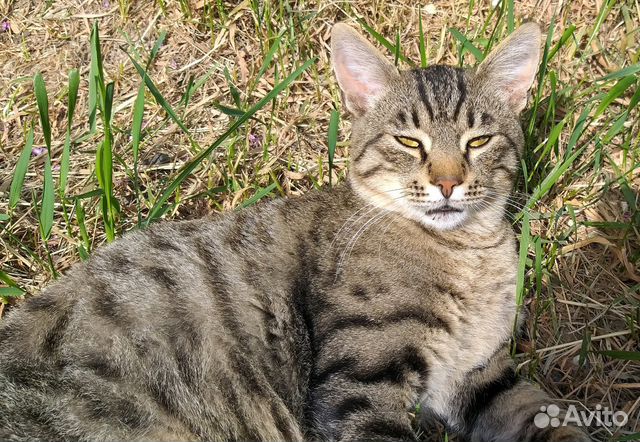 Самый лучший в мире котик