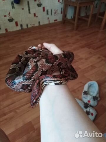 Маисовый полоз + терариум