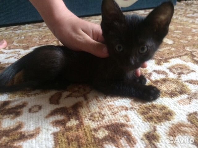 Котята на половину тайские