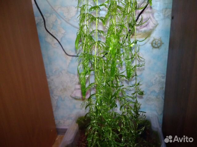 Аквариумные растения.Нематода