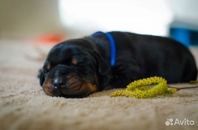 Щенки добермана резерв