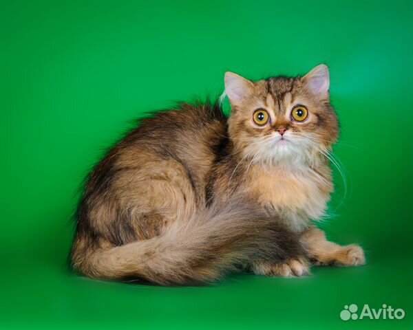 Шикарная черепашка на счастье