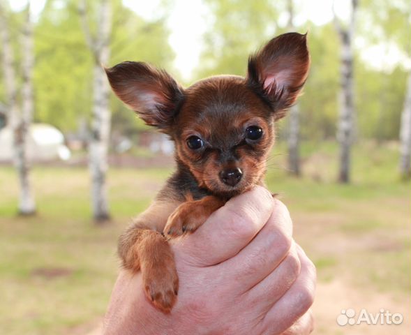 Крошка на ладошке Уси-Пуси (видео)