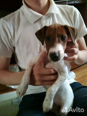 Фокстерьер гладко шерстный девочка