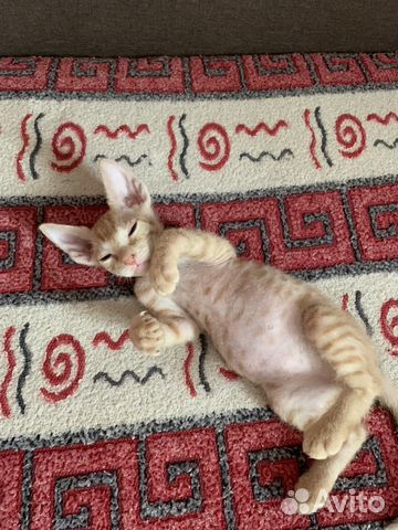 Котята сфинкса