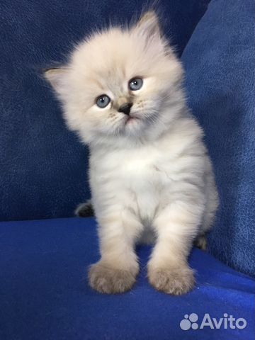 Невский маскарадный сибирский котёнок-девочка