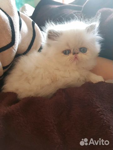 Экзотическая короткошерстная