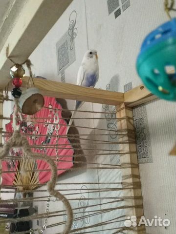 Попугай волнистый