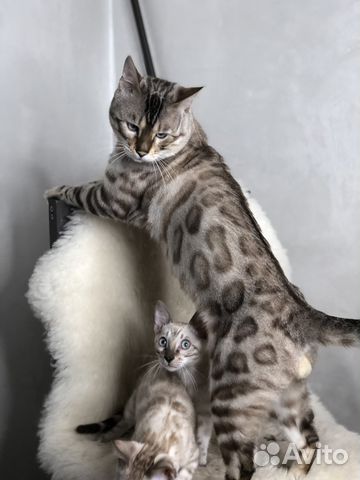 Вязка, котята линкс n2433