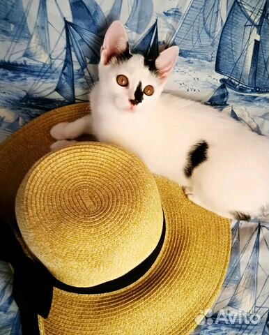 Котята в ритме чёрно-белой графики