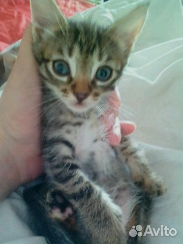 Отдам в добрые руки кисин