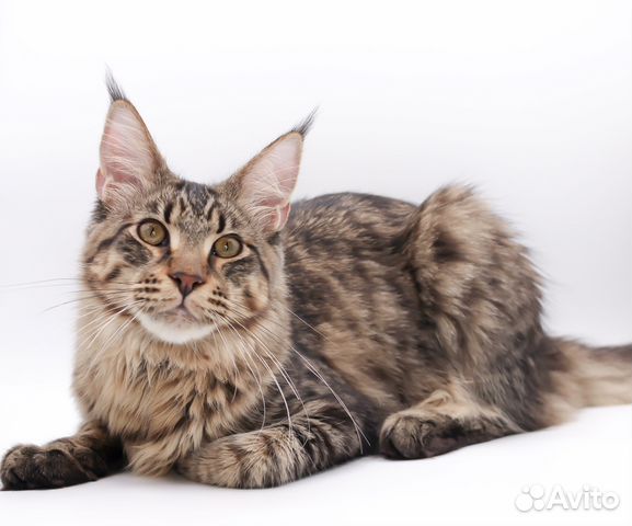 Котёнок мейн-кун от Чемпиона Мира