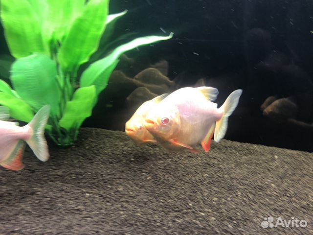 Паку альбино